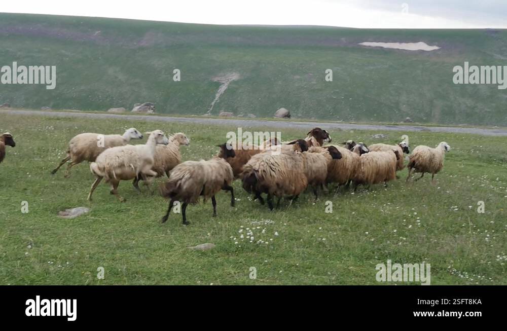 A group of sheep run across the lawn in the mountains. A herd of sheep ...