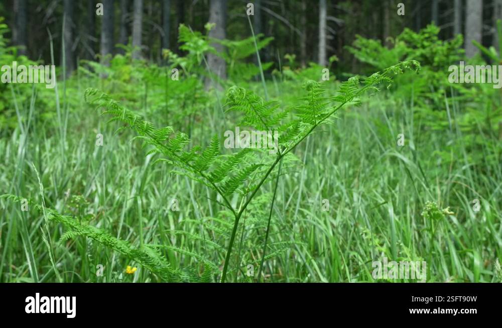 A Fern Plant Swaying In The Wind Surrounded By Grass Ferns And Trees ...