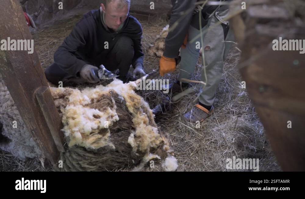 Shaving Old and Dirty Wool from a Sheep, Ram Shearing in a Barn Stock ...