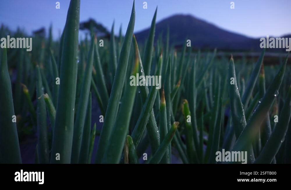 Sliding shot if Dewy Scallion plant on the vegetable plantation on the ...