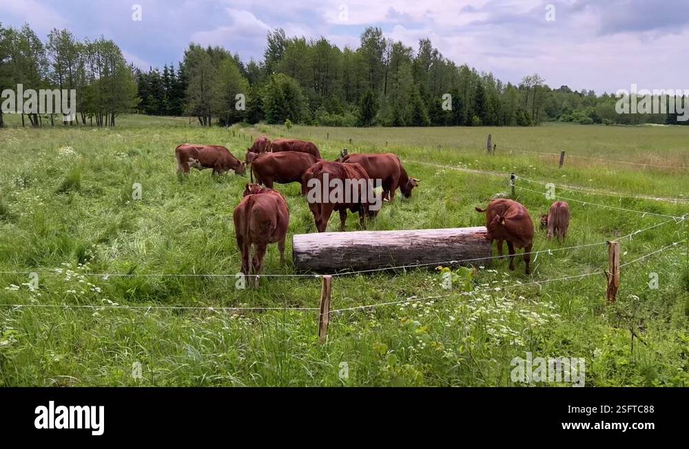 Herd polish red cow Stock Videos & Footage - HD and 4K Video Clips - Alamy