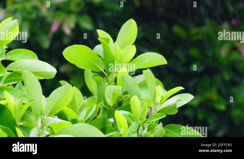 Calm relaxing rainforest background for meditation footage Healing ...