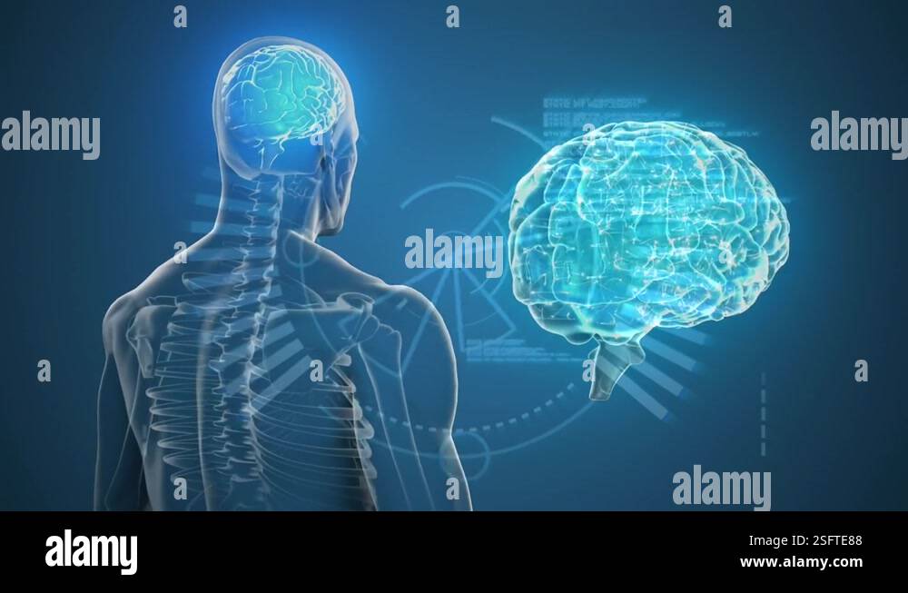 Animation human brain over blue Stock Videos & Footage - HD and 4K ...