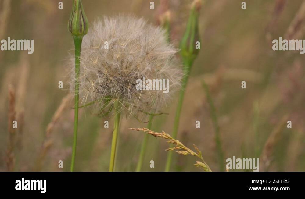 White Dandelion Of Meadow Salsify Plant In The Field. Tragopogon Stock ...
