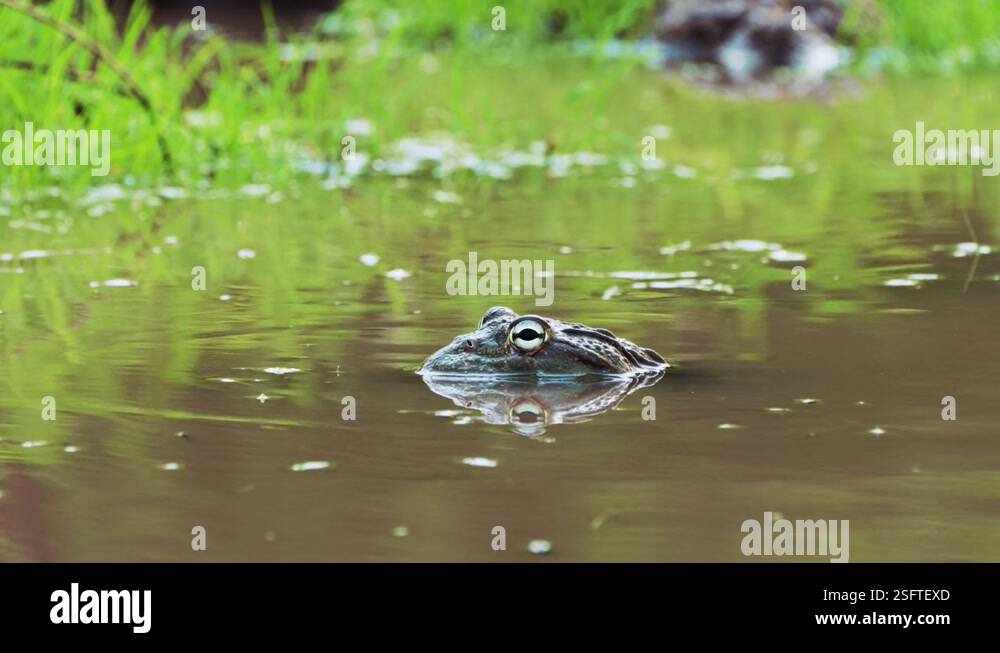 Male african giant bullfrog pyxicephalus Stock Videos & Footage - HD ...