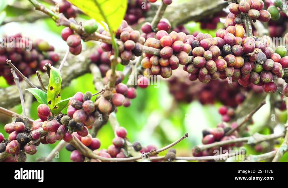 Close up, ripe red arabica coffee fruit tree plant growing on coffee ...