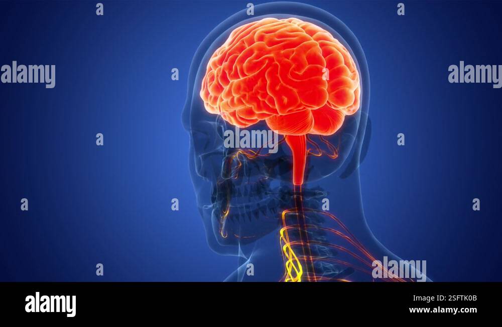 Central Organ of Human Nervous System Brain Anatomy Animation Concept ...