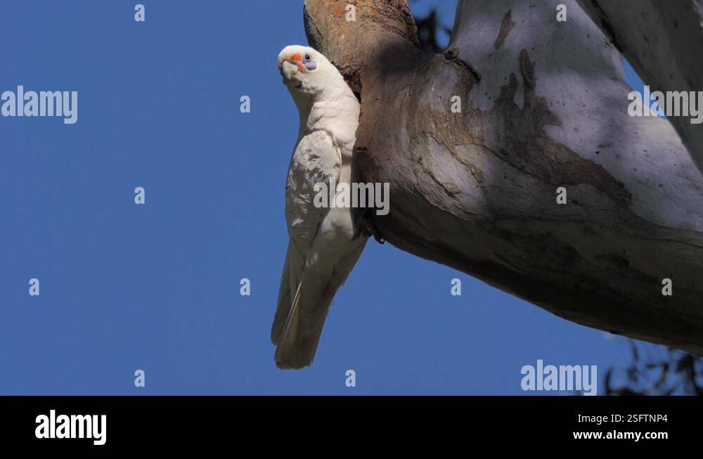 Little Corella digging a hole for a nest (second one Stock Video ...