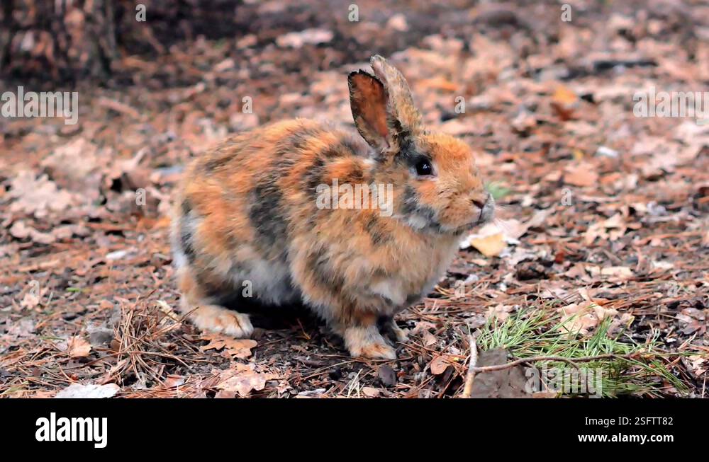 The life of wild rabbits in the forest. A red spotted rabbit in a sunny ...