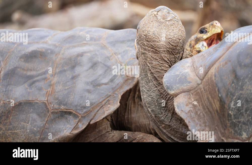 Pair Of Giant Galapagos Tortoises Raising Their Heads With Mouth Open ...
