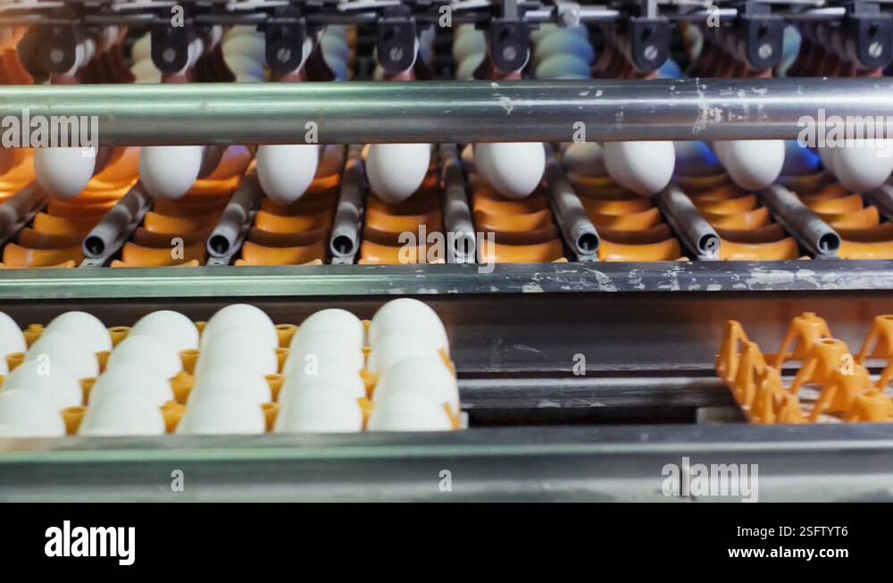 The process of sorting chicken eggs with a suction machine based on ...