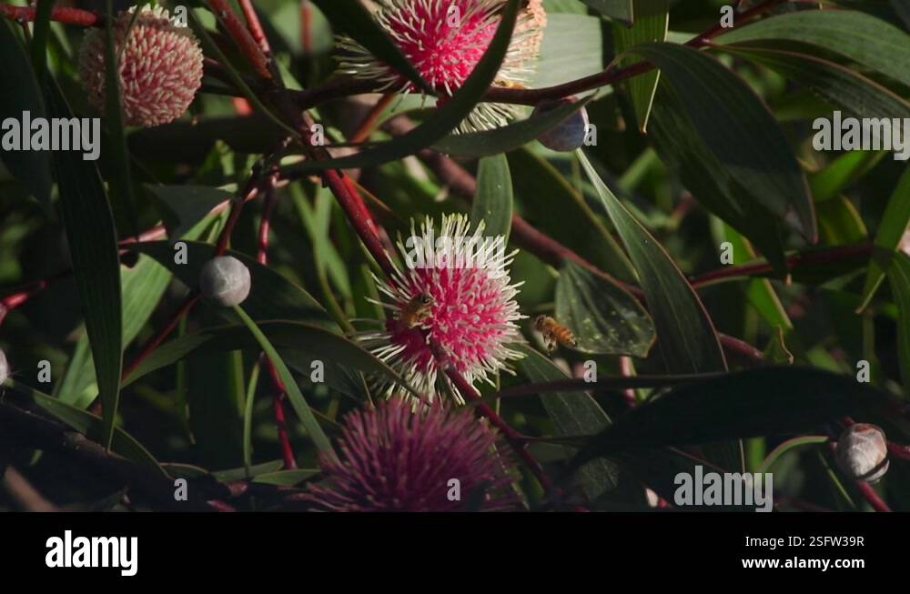 Bees climbing on Hakea Laurina Plant Collecting Pollen, Daytime Sunny ...