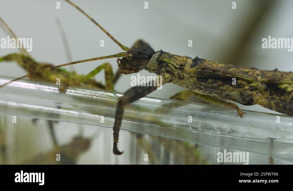 A macro clip of a stick insect crawling on along the edge of a ...