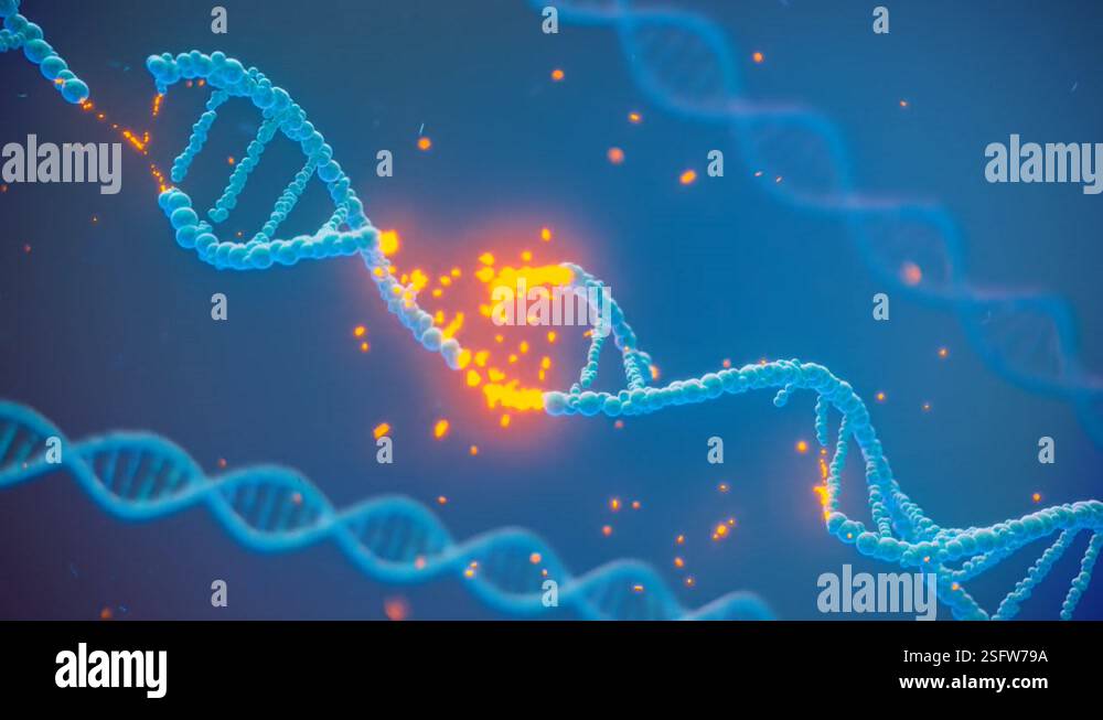 Breaking DNA double helix. Concept of molecular structure of human cell ...