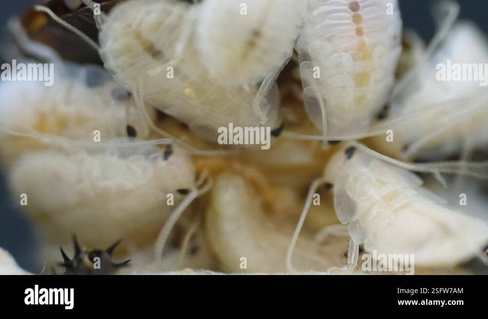 A freshly hatched litter of baby hissing cockroaches crawling over ...