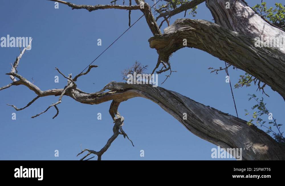 A close-up shot of the branches of the thousand-year-old oak tree Stock ...