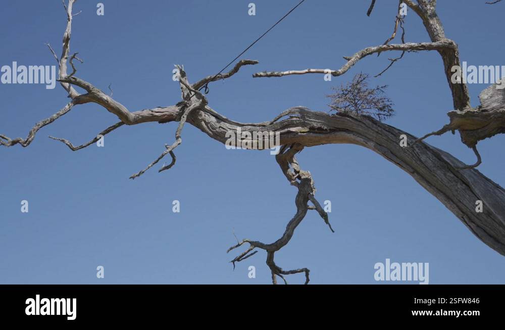 A close-up shot of the dry withered branches of the thousand-year-old ...