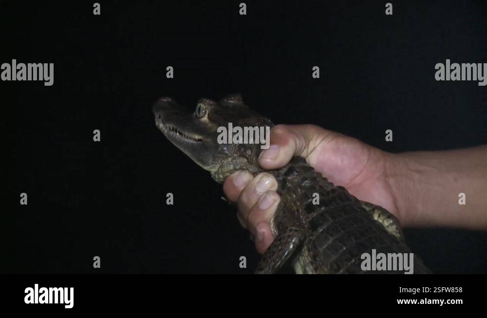 Yacare caiman help by a forest ranger who caught it in the Ariau River ...