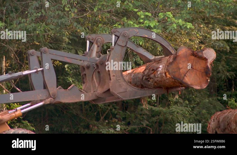man driving a bulldozer at a deforestation site in the Amazon ...