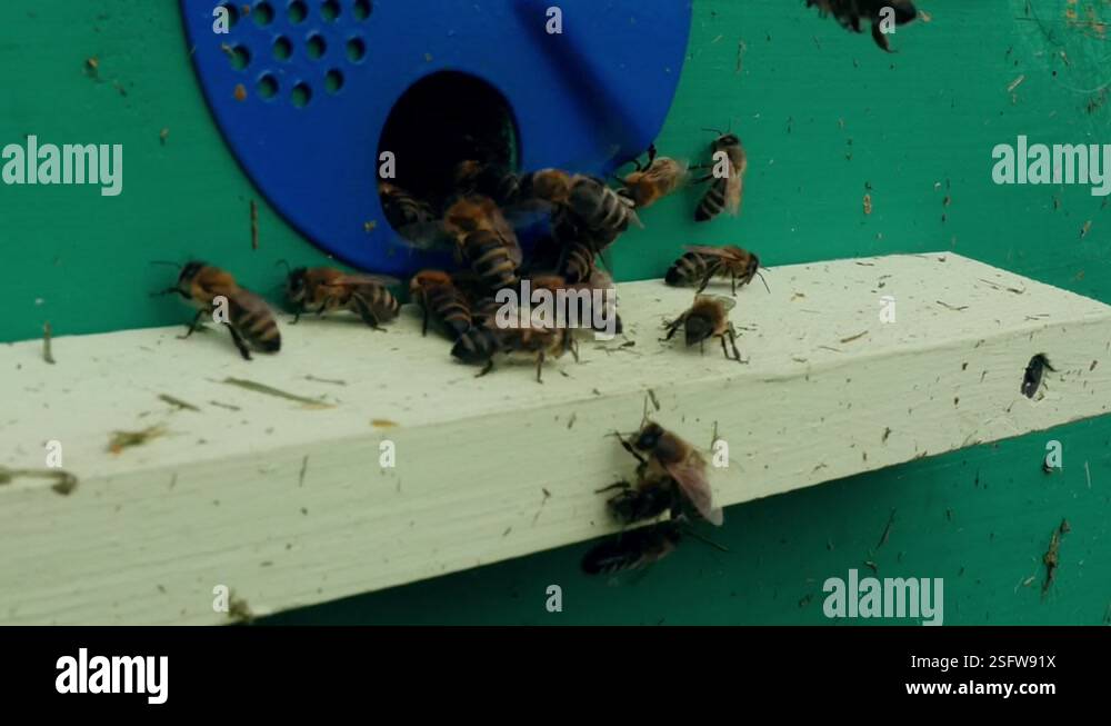 Bees flying back to bee hive after collecting nectar and pollen, Close ...