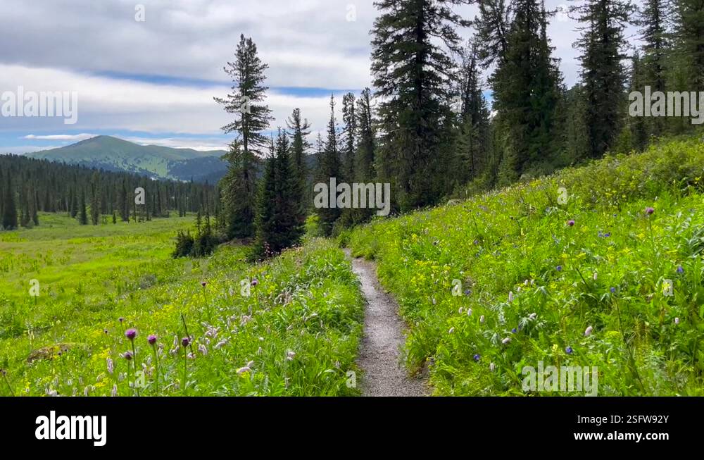 Hiking trail walking path in wild green pine forest moving backwards ...