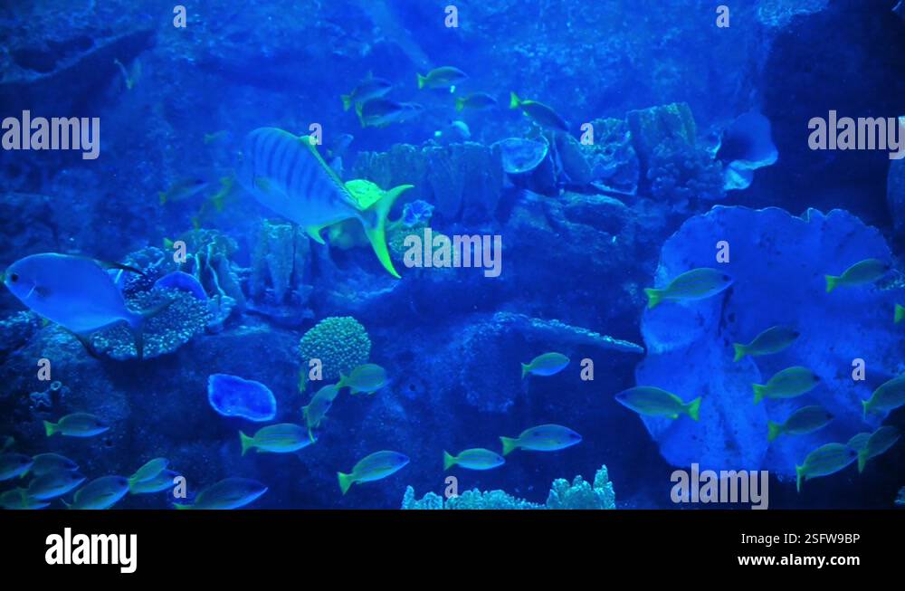 School Of Fish Swimming In A Water Tank At Famous Aquarium - Dubai ...
