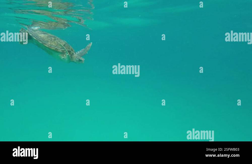 Sea turtle on Redang Island, Malaysia. Turning around and coming close ...