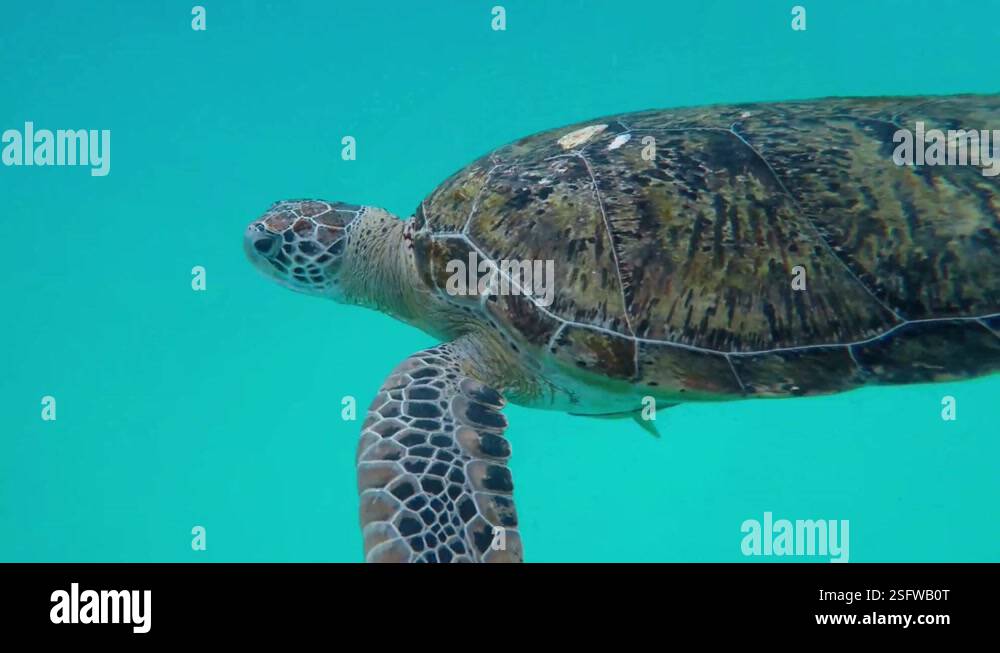 Sea turtle on Redang Island, Malaysia. Eating Squid Stock Video Footage ...