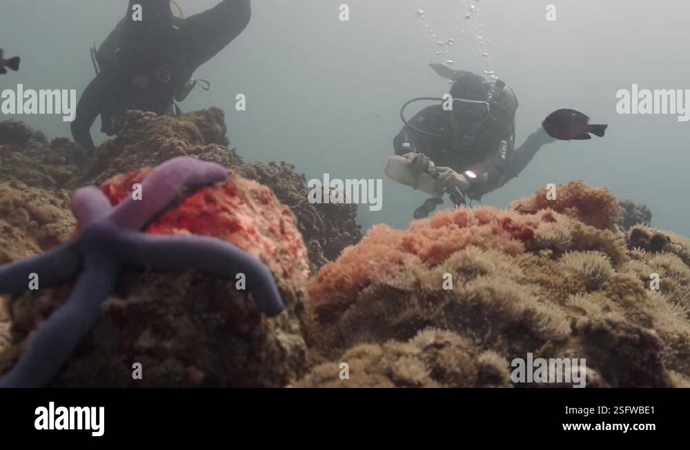 Scuba Diver Volunteers Cleaning The Ocean. Close Up Of Starfish On ...