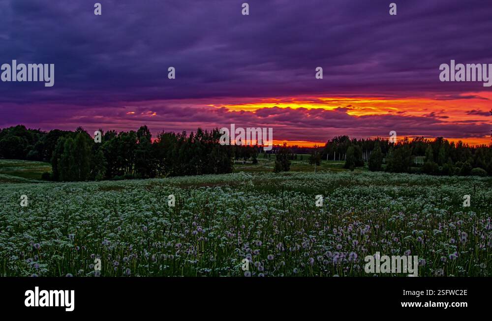 Hued Sky With Dusky Cloudscape Over Spring Flower Fields. Timelapse ...