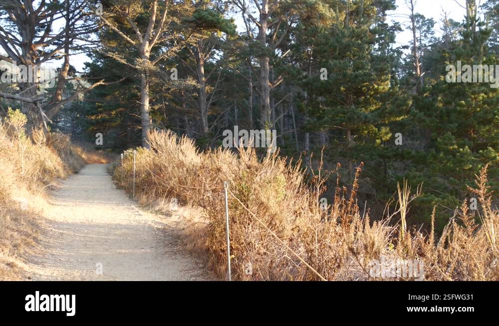 Path in forest or wood, trail in grove. Coniferous pine cypress tree ...