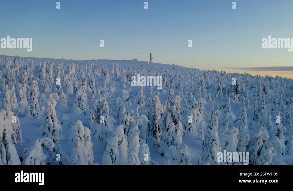 Aerial view reversing above white snow covered Norrbotten winter forest ...
