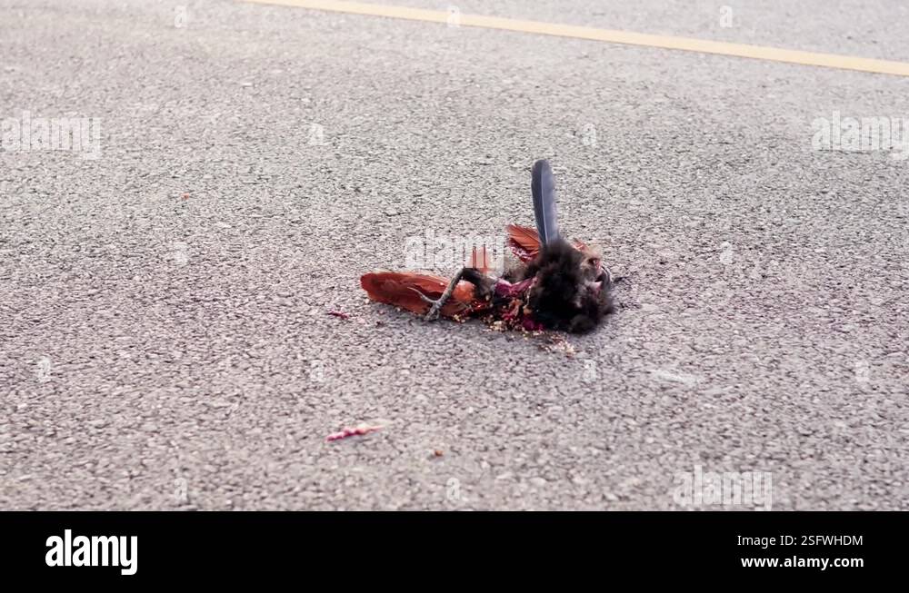 Close up of the corpse of a chicken dies from a car crash on the road ...