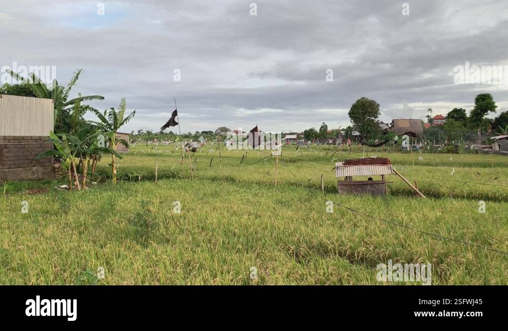 Rice Fields In Ubud With Plastic Bags Attached To Rope To Act As ...