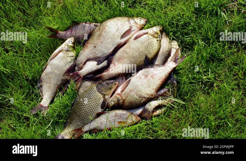 Fisherman hand throwing freshwater fish Stock Videos & Footage - HD and ...