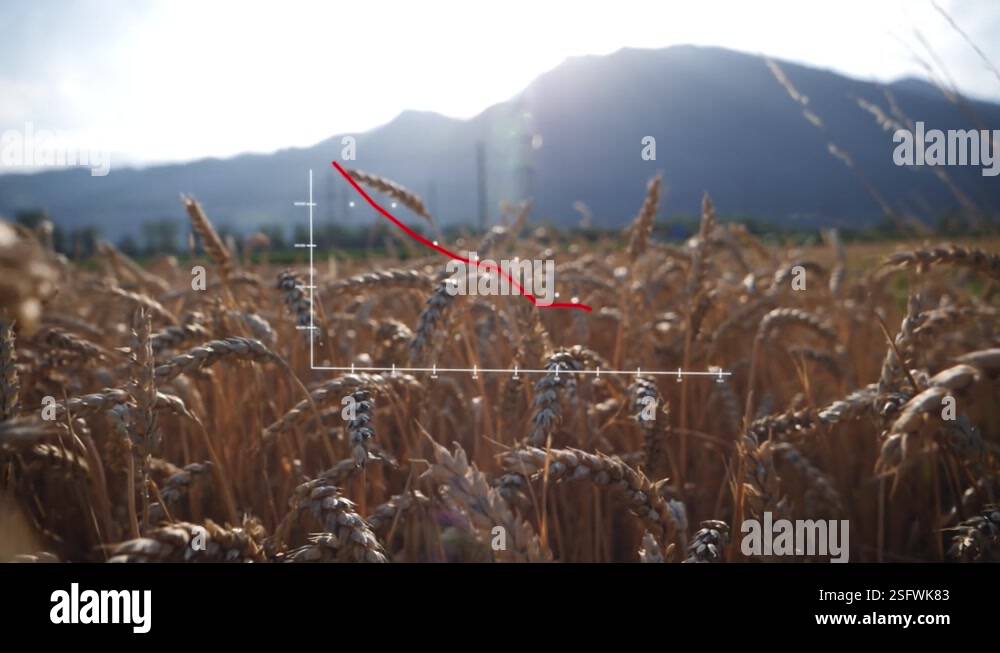 Falling chart in cornfield shows falling wheat production on the market ...