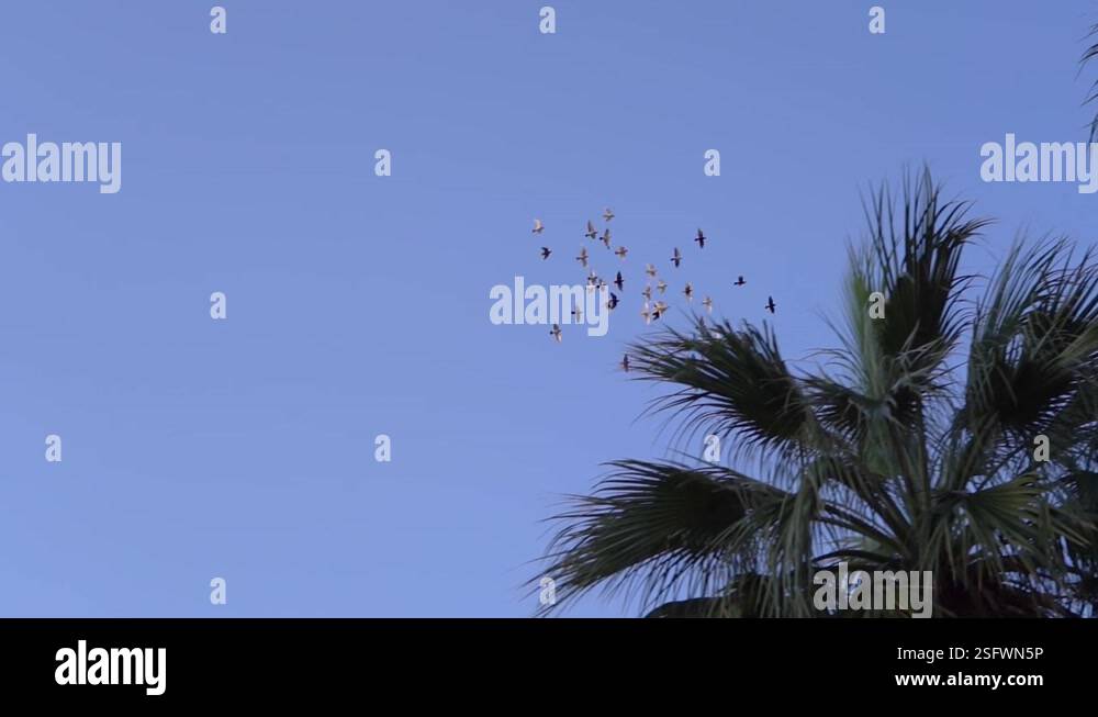 A flock of birds fly over some trees with the sky blue and beautiful ...