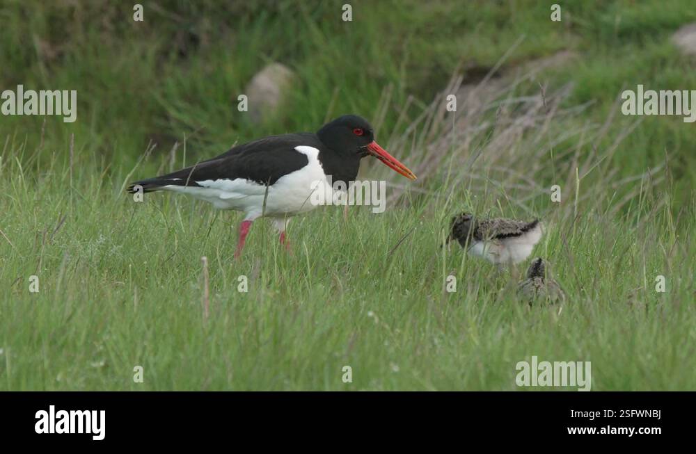 Oystercatcher probing for food with bill and feeding it's young chick ...