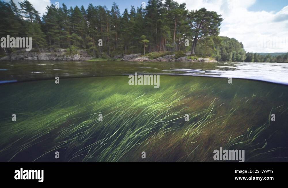Split level view over and underwater. Grass and weeds float slowly in ...
