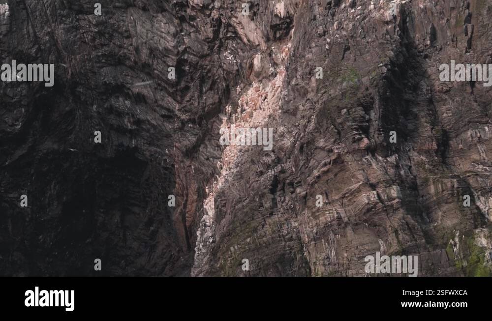 Cave bird Stock Videos & Footage - HD and 4K Video Clips - Alamy