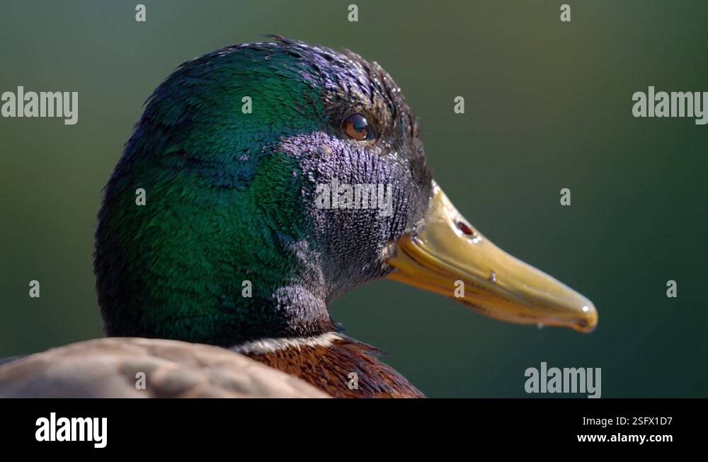 Detailed duck Stock Videos & Footage - HD and 4K Video Clips - Alamy