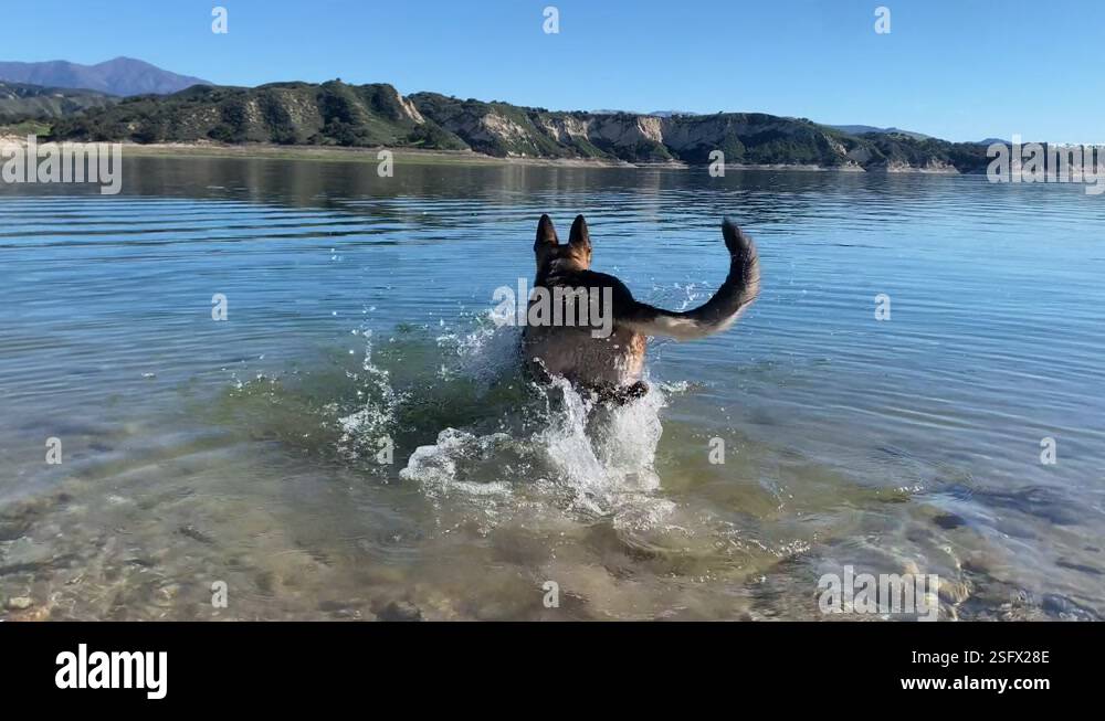 Excited German Shepard dog plays fetch in the water at Lake Cachuma ...