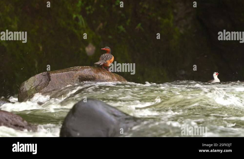 Torrent duck - Merganetta armata in Anatidae, genus Merganetta ...