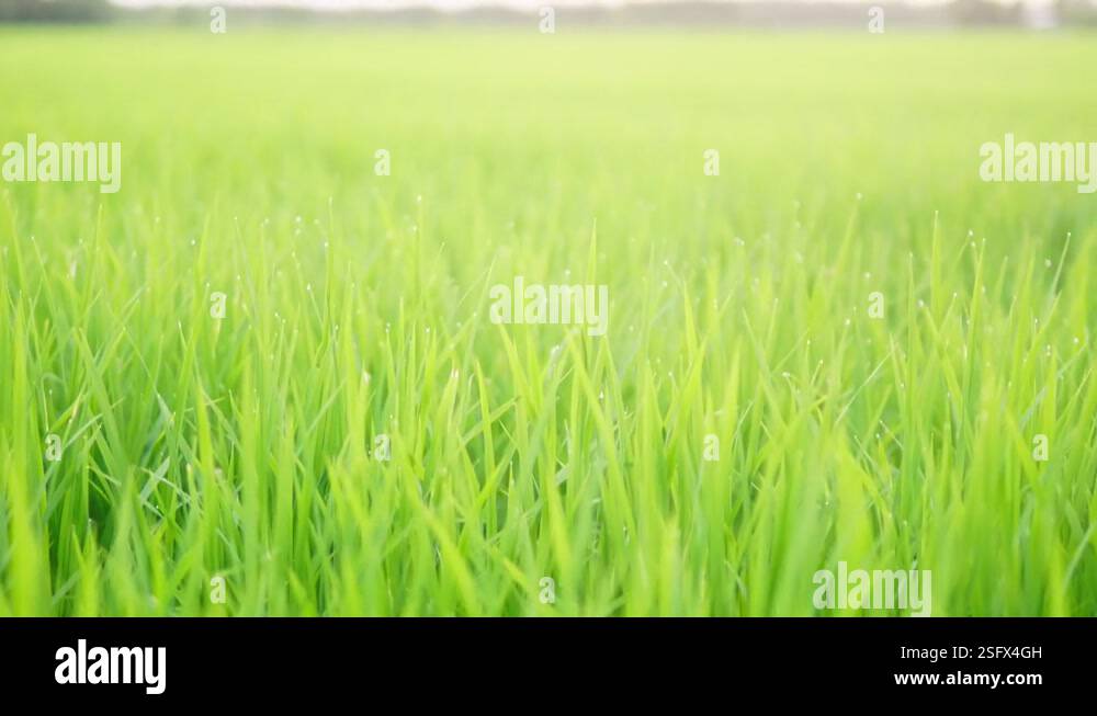 Close up of the beautiful rice plants in a gorgeous paddy field on organic Stock Video Footage ...