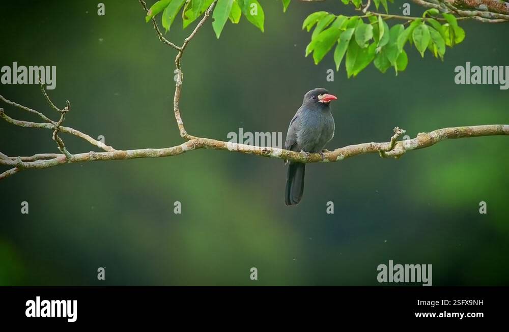 The white-fronted nunbird (Monasa morphoeus), beautiful grey ...