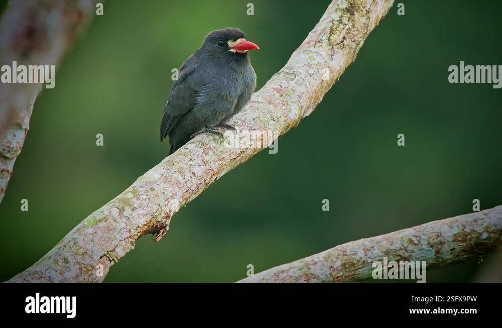 The white-fronted nunbird (Monasa morphoeus), beautiful grey ...