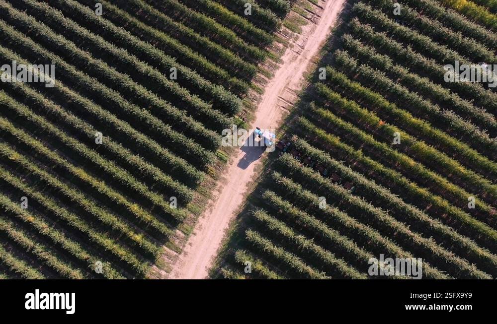 Manual apple harvesting. Fruits Production, Cultivation - fruit farming ...