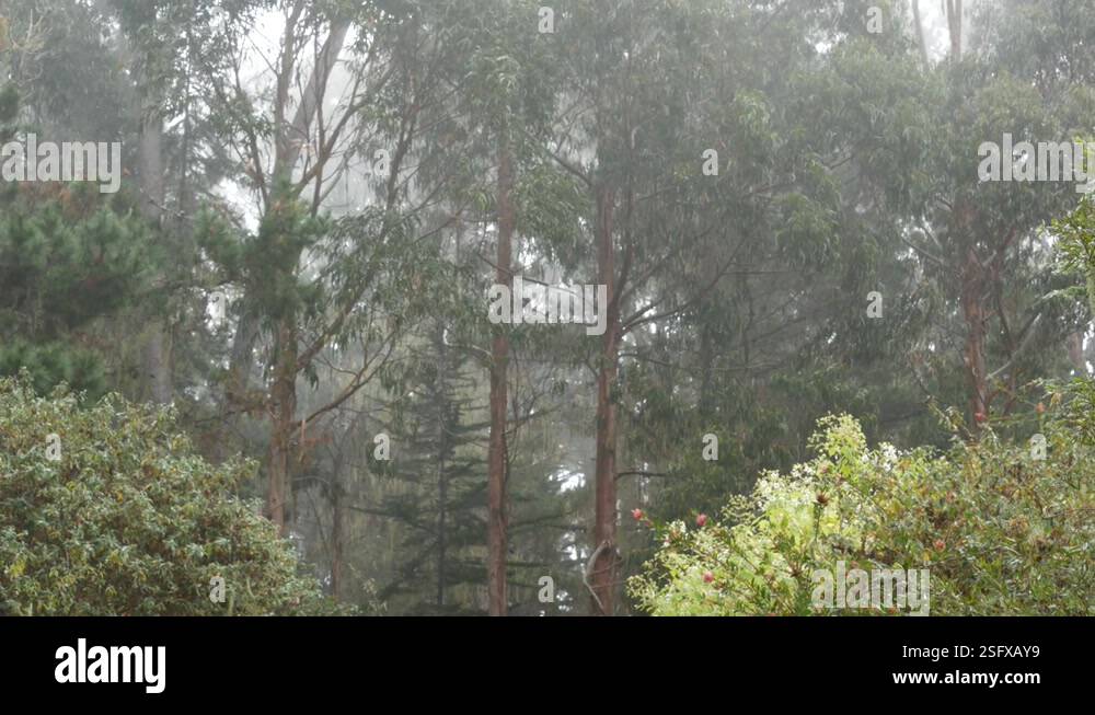 Eucalyptus trees, foggy misty forest, rainy weather drops, haze, California USA Stock Video ...