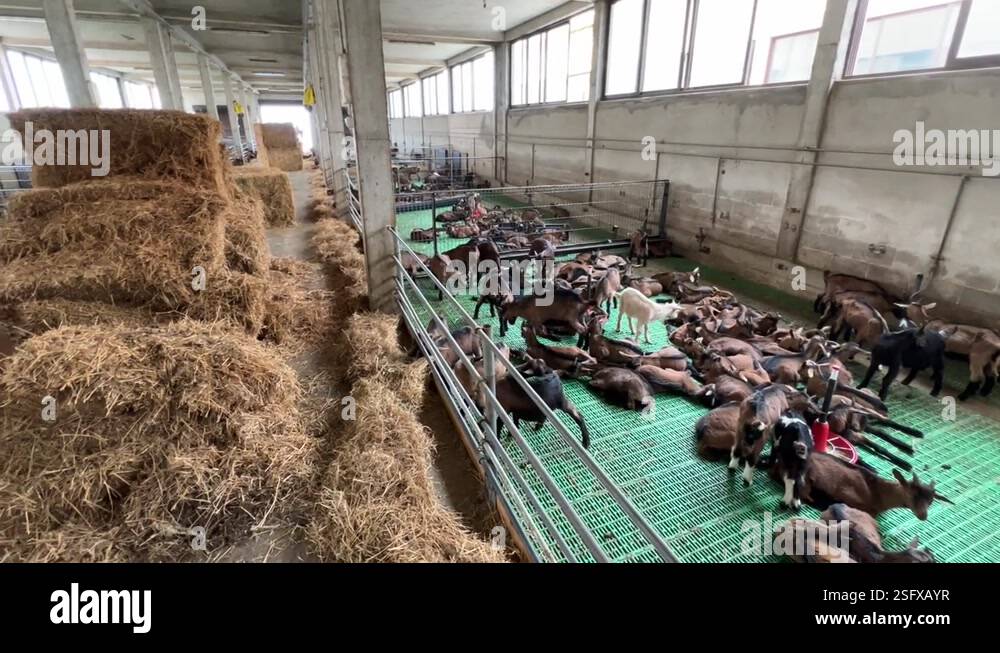 Goats with goatlings rest in paddocks at the farm Stock Video Footage ...