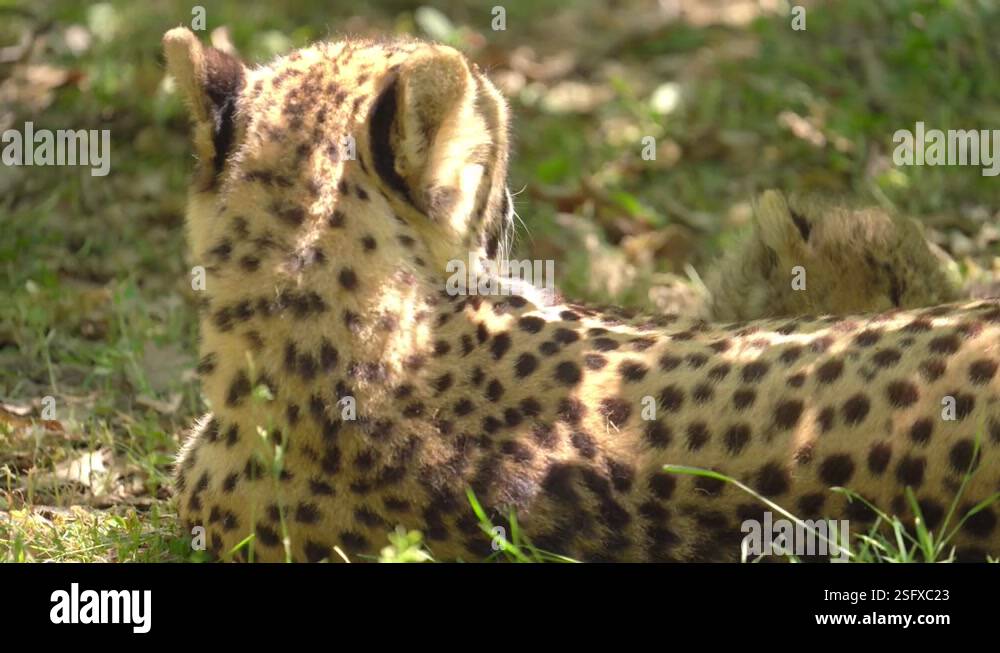 Cheetah Cub Sucking Milk From iIts Mother Lying On The Ground Under The ...